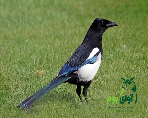 همه چیز درباره زاغ اوراسیایی – انجمن حفاظت پرندگان آوای بوم