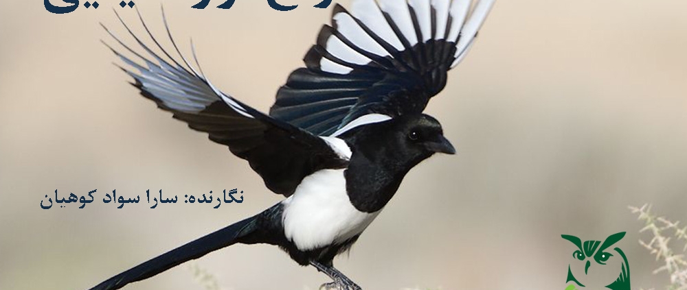 همه چیز درباره زاغ اوراسیایی – انجمن حفاظت پرندگان آوای بوم