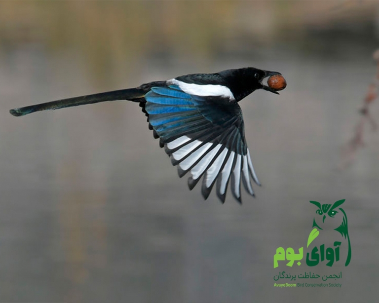 همه چیز درباره زاغ اوراسیایی – انجمن حفاظت پرندگان آوای بوم