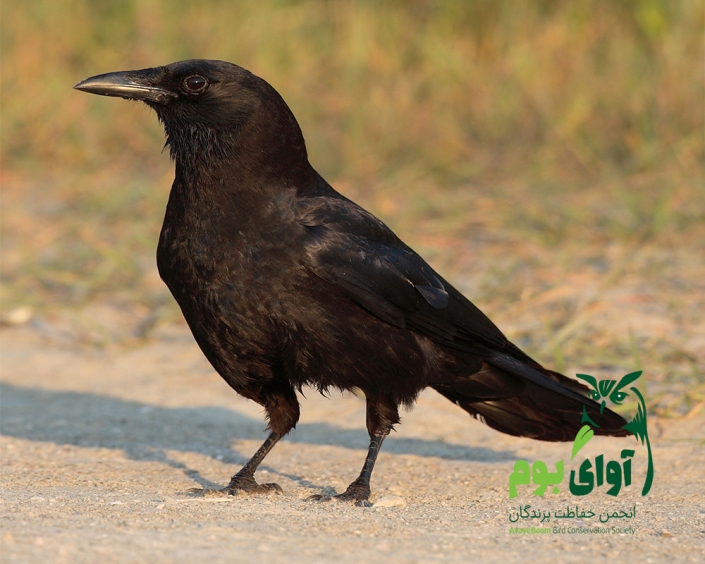 همه چیز درباره زاغ اوراسیایی – انجمن حفاظت پرندگان آوای بوم