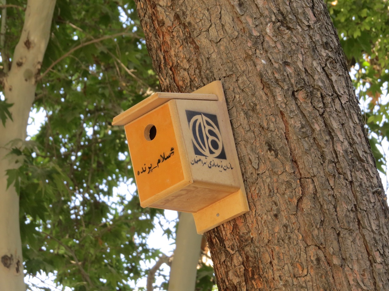 ساخت و نصب لانه ی پرندگان در خیابان چهارباغ اصفهان – انجمن حفاظت از ...